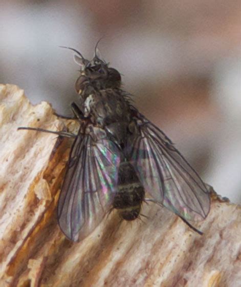 Small Fly Bugguidenet