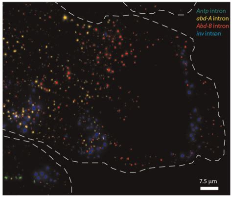 Tracing Dna Paths And Rna Profiles In Cultured Cells And Tissues With