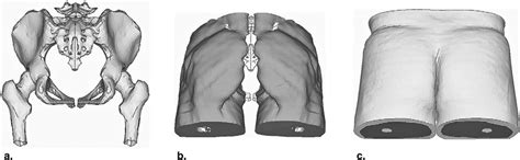 buttock finite element model a bone structure b gluteal and