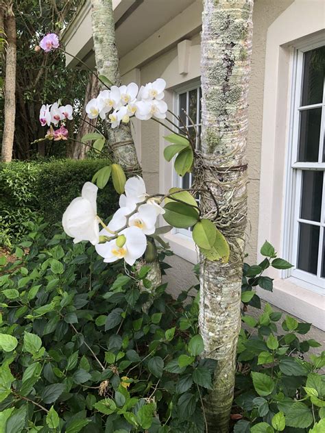 Orchids Growing On Trees