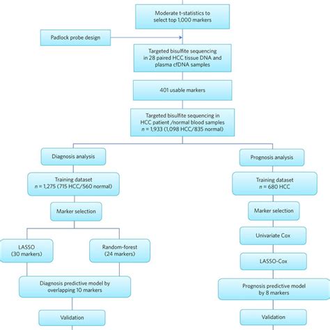 Workflow Chart Of Data Generation And Analysis Whole Genome Methylation