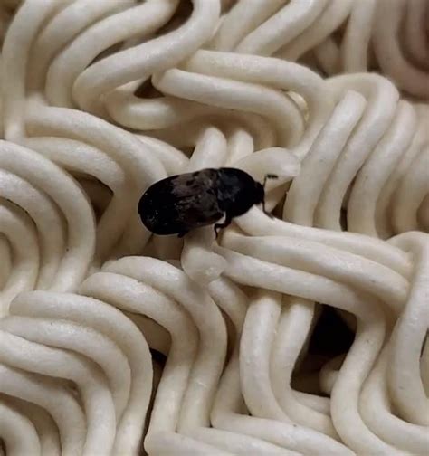 What Is This Was Inside A Pack Of Ramen Noodles Rbeetles