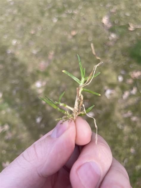 Is This Normal Grass Or Invasive Rlawncare