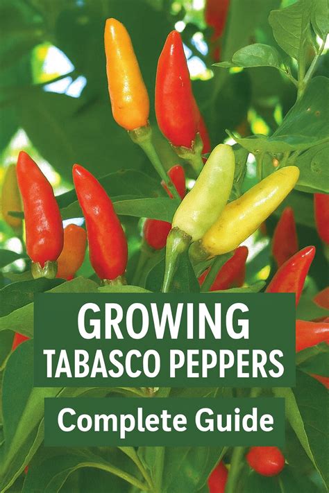 Tabasco Pepper Seeds High Yield Hot Chili Peppers For Sauces And Spice