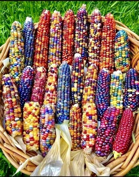 Rainbow Harvest Multicolored Corn Variety Colorful Corn Varieties