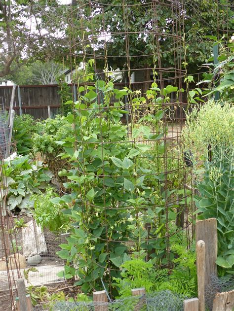 Winged Beans Marvelous And Uncommonly Nutritious Green Bean Connection