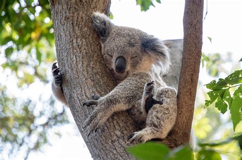 10 000 Free Koala Animated And Koala Images Pixabay