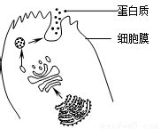 下图为细胞中某种分泌蛋白的合成 运输和释放的局部图示 下列与此有关叙述中不正确的是a．该过程依赖细胞膜的流动性b．该过程要有核糖体和高尔基体