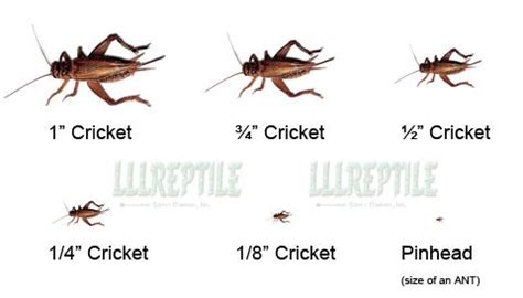 Pinhead Crickets