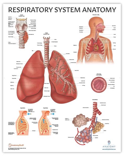 Respiratory System Labeled Model