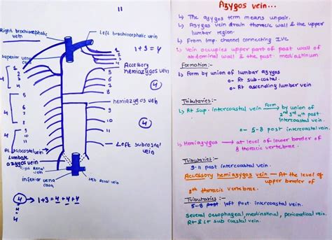 Azygos Vein