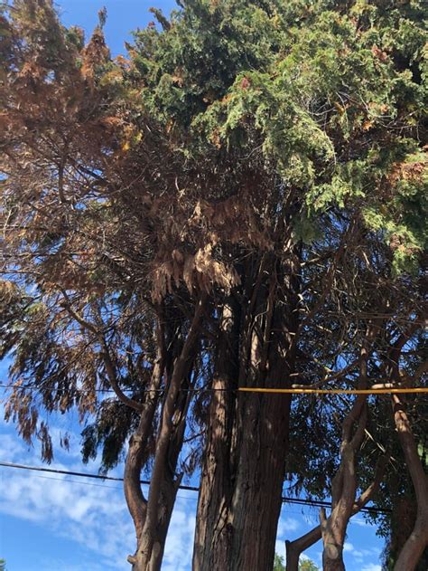 Is My Cedar Tree Dying Rsfwtrees