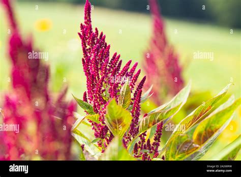 Amaranth Is Cultivated As Leaf Vegetables Cereals And Ornamental