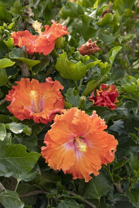 Fiesta Hibiscus Hibiscus Rosa Sinensis Fiesta Monrovia Plant