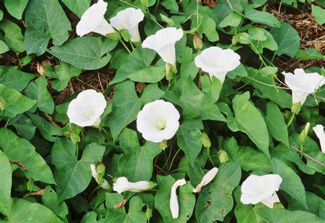 10 Weeds With White Flowers How To Identify And Remove