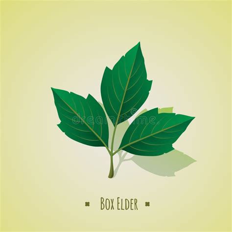 19leaf12 Stock Illustration Illustration Of Botany 185035784