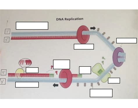 Dna Replication Diagram Quiz