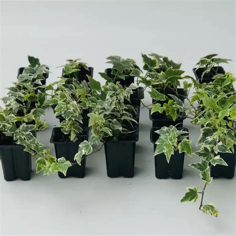Kit 20 Mudas Hedera Canariensis Variegata Hera Variegata