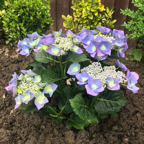 Hydrangea M Bluesky Teller Beechmount Garden Centre