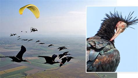 Northern Bald Ibises Taught To Migrate South By Surrogate Mothers