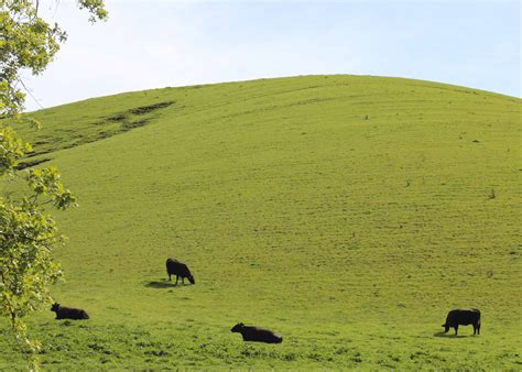 When It Comes To Meat Just Eat Grassfed Tender Grassfed Meat