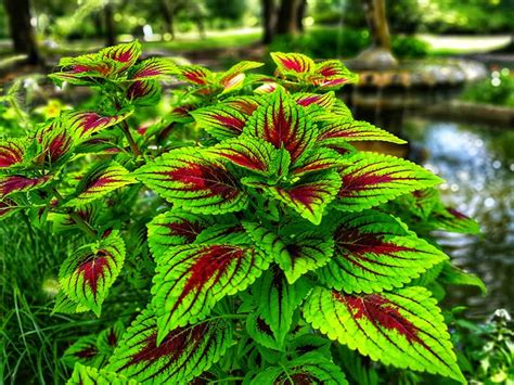Popular Patio Plants