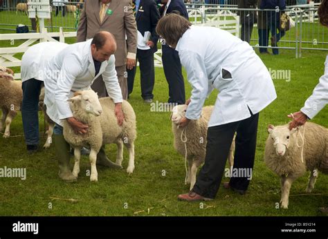Sheep Livestock Judging At Corazon Stafford Blog