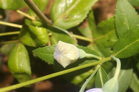Flora Of Sri Lanka