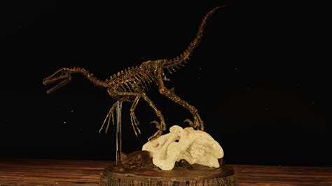Velociraptor Skeleton Diorama With T Rex 3d Model 3d Printable Cgtrader