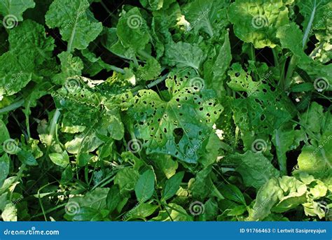 Cucumber Leaf Damage Stock Image Image Of Cultivation 91766463