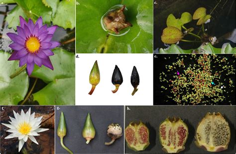 Frontiers Contrasting Reproductive Strategies Of Two Nymphaea Species