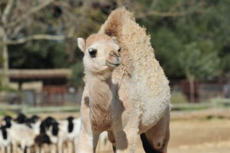 Gnou Bleu Réserve Africaine De Sigean