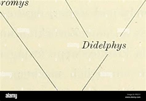 This Scholarly Article Discusses The Development Of Mammary Glands Across Different Mammal