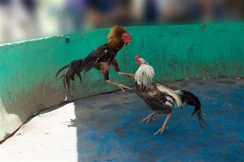 Premium Photo Motion Of Battle Of Chickens Cockfighting Of Asians In