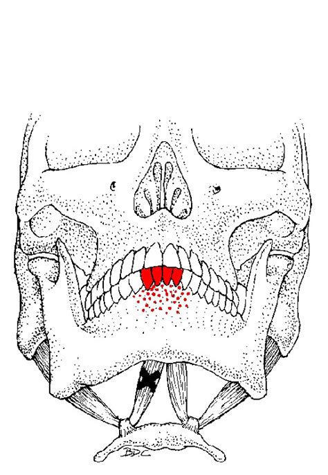 Digastric Muscle Trigger Points And Referred Pain Patterns