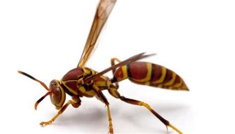 How To Identify Ground Wasps Sciencing