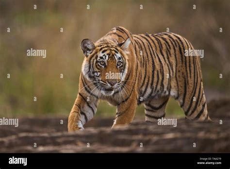 Bengal Tiger In Ranthambhore National Park Rajasthan India Asia