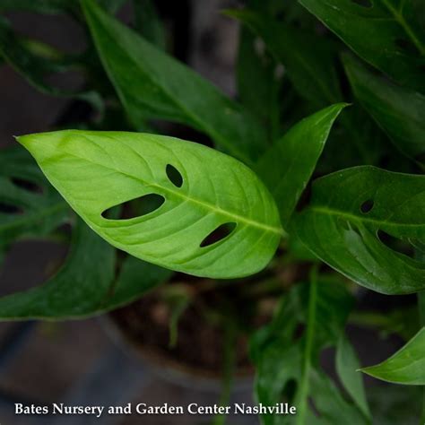 8hb Philodendron Swiss Cheese Monstera Adonsonii Split Leaf Hanging