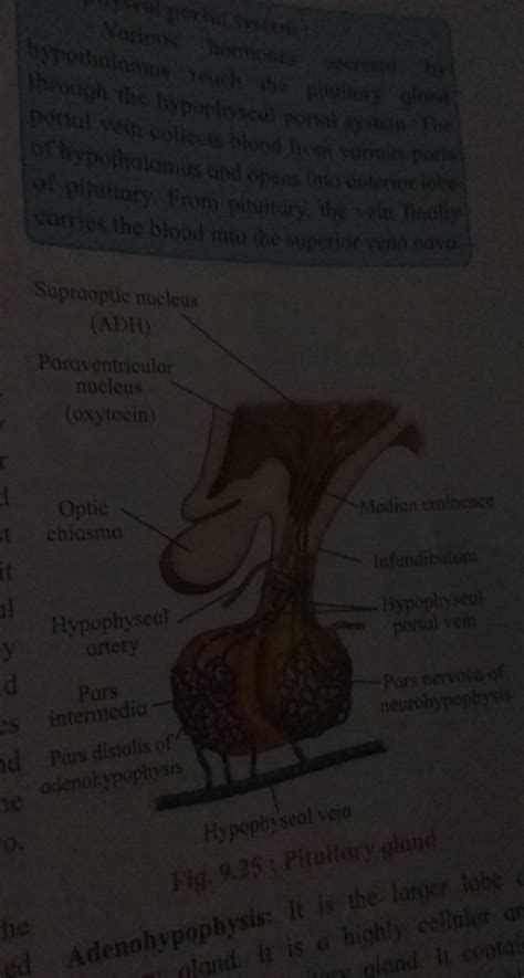 Cortics The Bload Inter The Supenor Nennesupraoptic Nucleus 1e A Dond Y