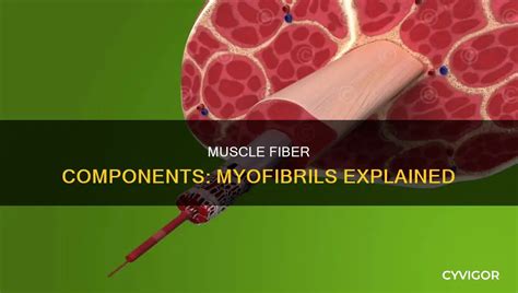 Muscle Fiber Components Myofibrils Explained Cyvigor