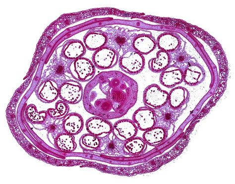 Plant Root Cells Stock Illustrations 115 Plant Root Cells Stock