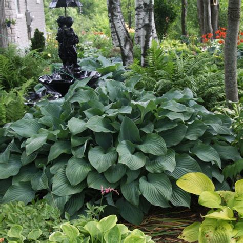 Sunhosta Hosta Variegated Sun Hardy Hosta Plants By Mail