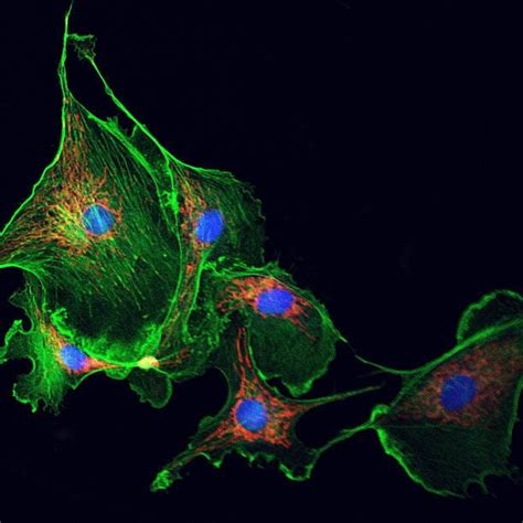 The Cytoskeleton How Cells Keep Their Shape