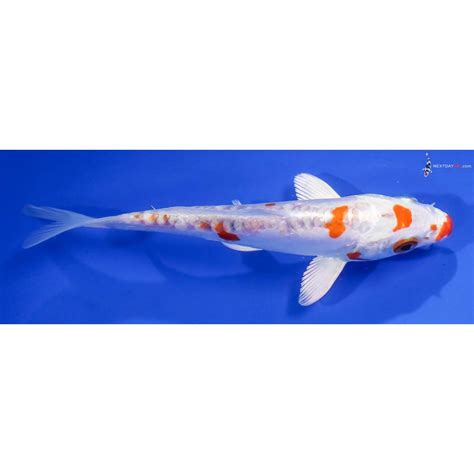 5” Imported Kikusui Next Day Koi