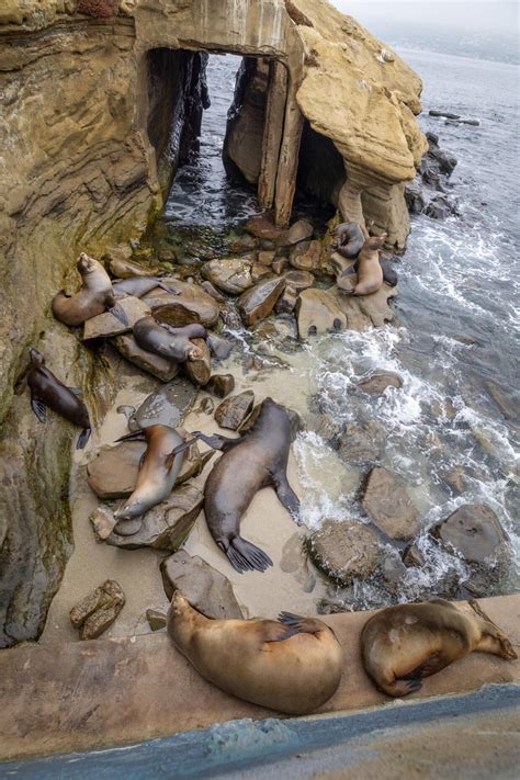 Sea Lions Are Driving La Jolla Into A Frenzy Your Beach Town Might Be