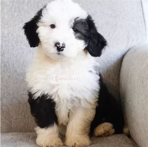 Sheepadoodle What It S Like To Own A Sheepdog Poodle Mix Artofit