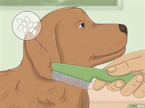 How To Kill Flea Eggs On Your Pet And Around Your Home