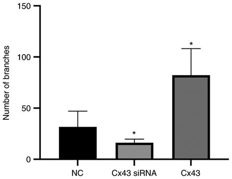 Number Of Branches In Different Groups Following Tube Formation Assay Download Scientific
