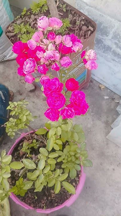 My Garden Flowarsshortsvideo Youtube