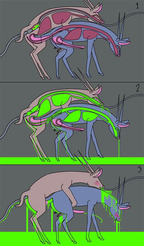 Rule 34 Anal Anal Sex Anus Ass Blush Cervine Duo Erection Feral From Behind Disambiguation